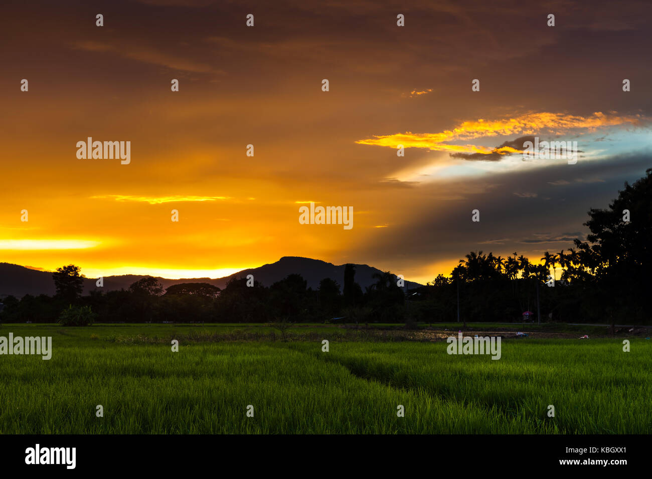 Nature landscape at sunset. Amazing landscape with green rice terrace ...