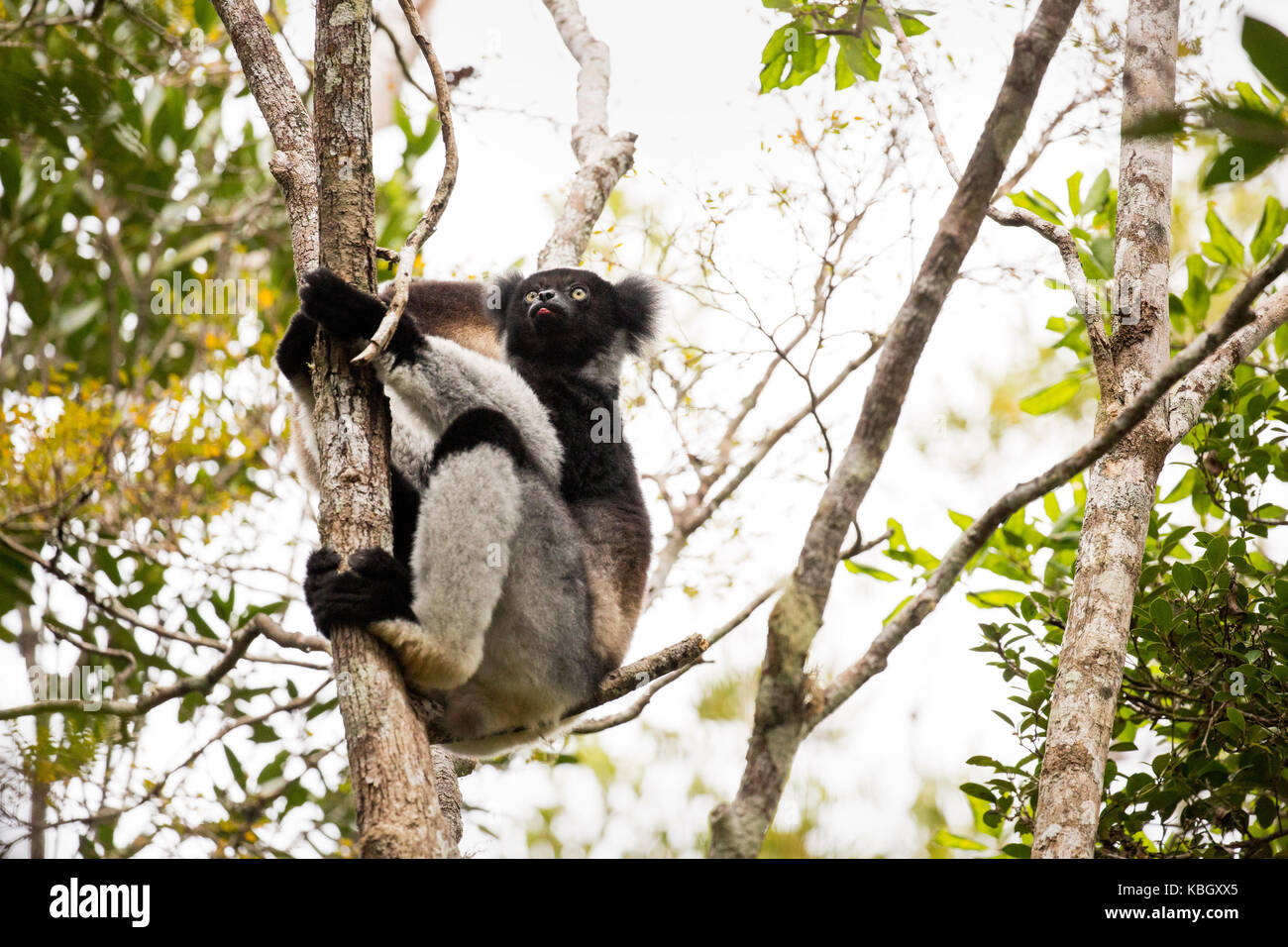 Africa, Madgascar, Andasibe Mantadia National Park, wild Indri (Indri ...