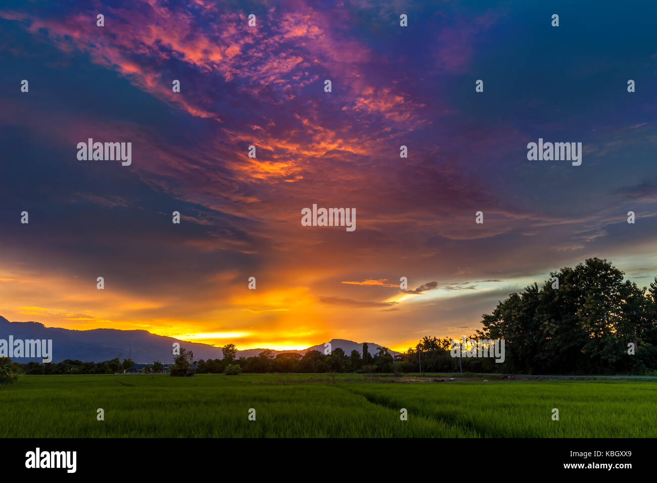 Nature landscape at sunset. Amazing landscape with green rice terrace ...