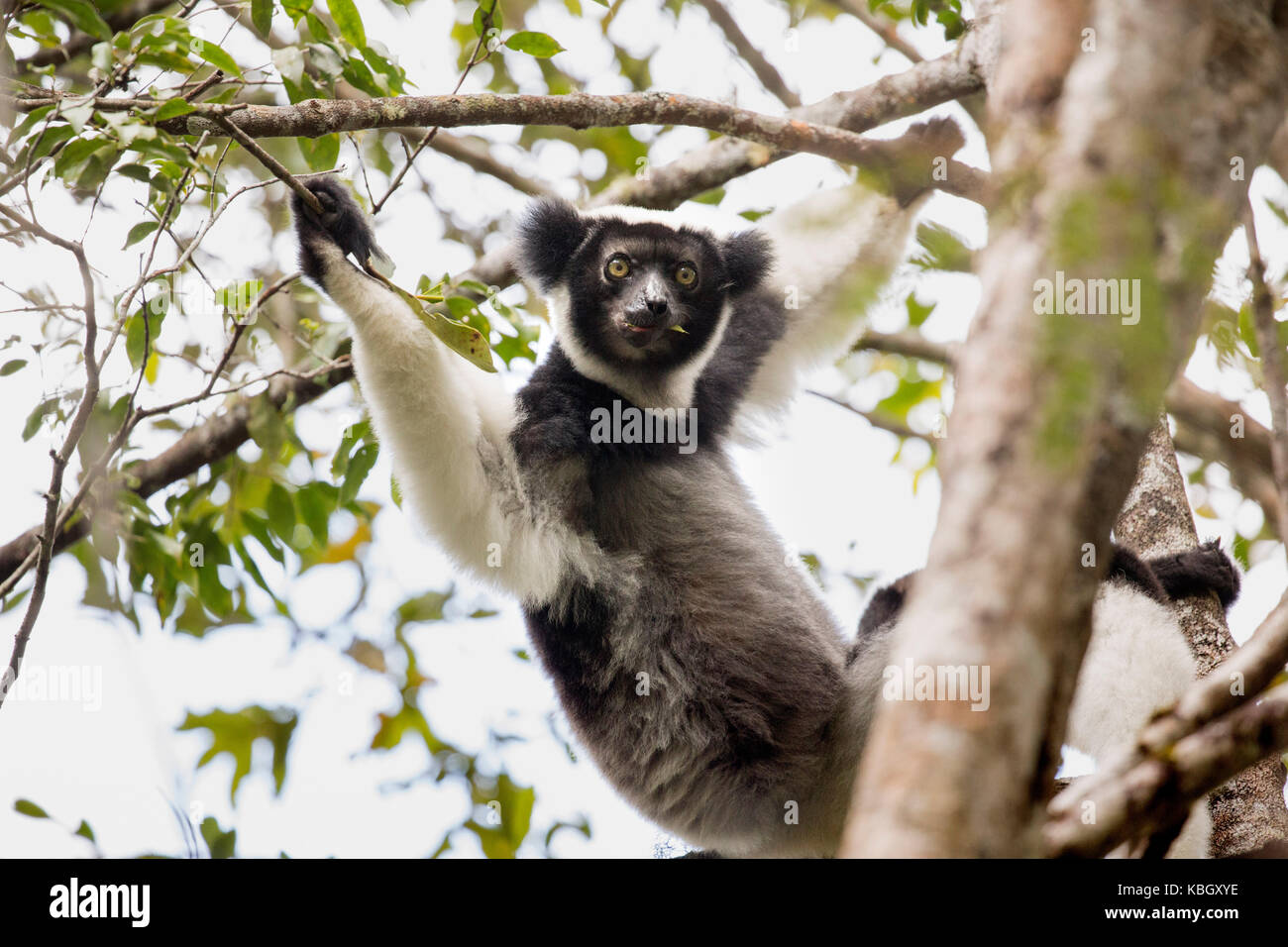Africa, Madgascar, Andasibe Mantadia National Park, wild Indri (Indri ...