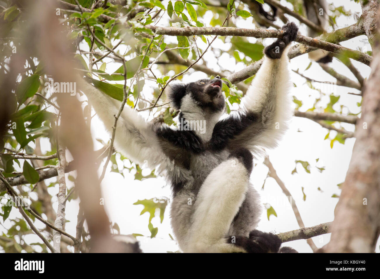 Africa, Madgascar, Andasibe Mantadia National Park, wild Indri (Indri ...