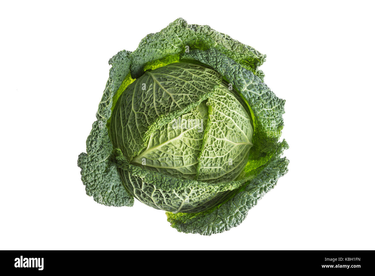 Fresh harvested cabbage with the outer leaf still intact. Isolated on ...