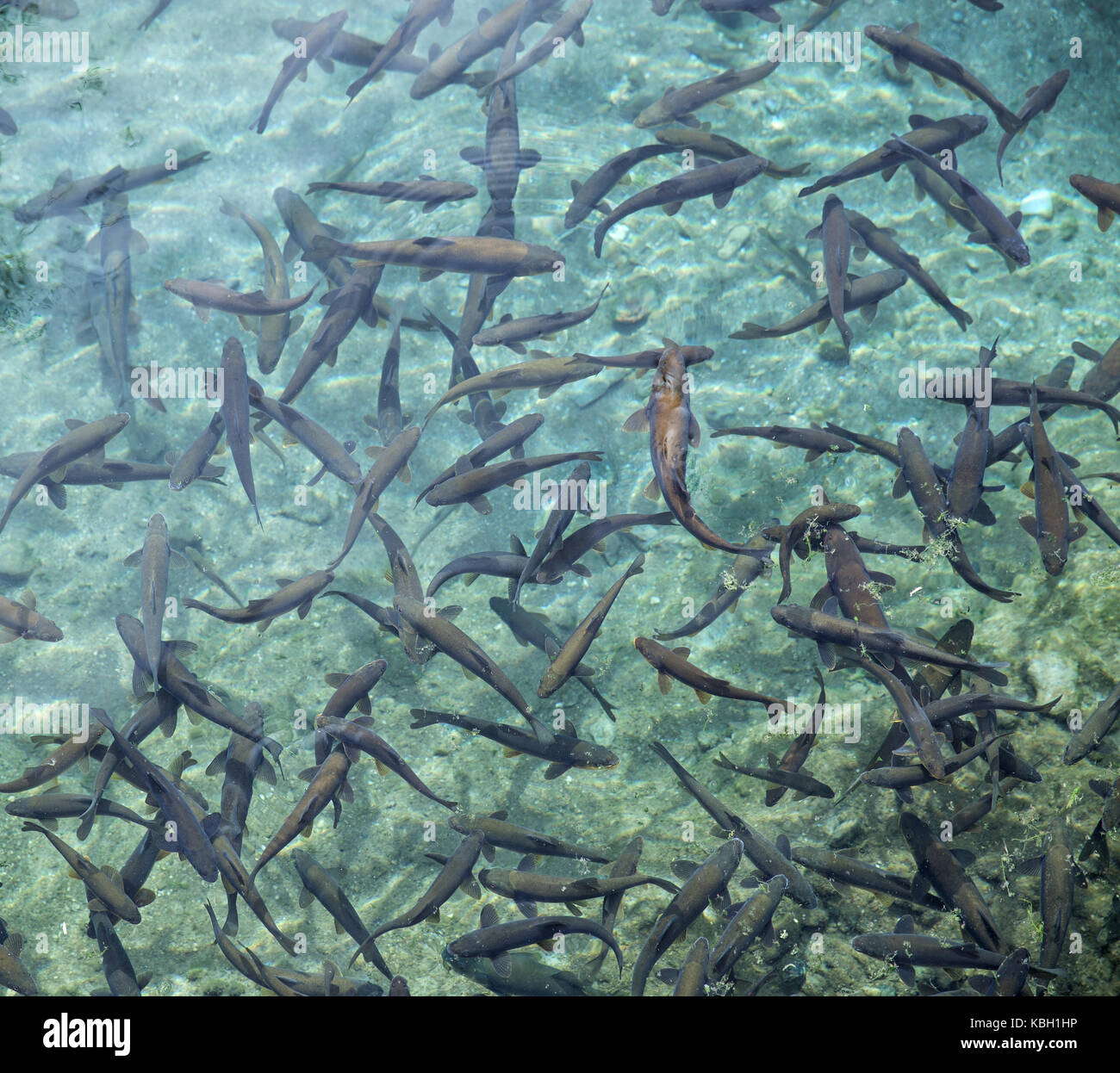 Flock of fish in the sacred source of Chashma, Nurata, Uzbekistan Stock ...