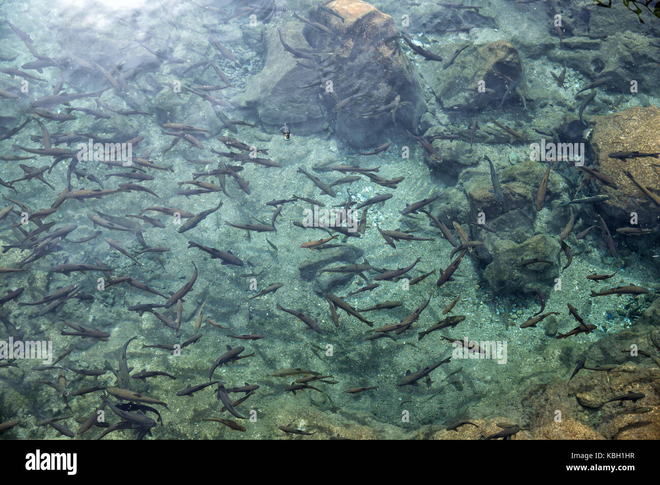 Flock of fish in the sacred source of Chashma, Nurata, Uzbekistan Stock ...