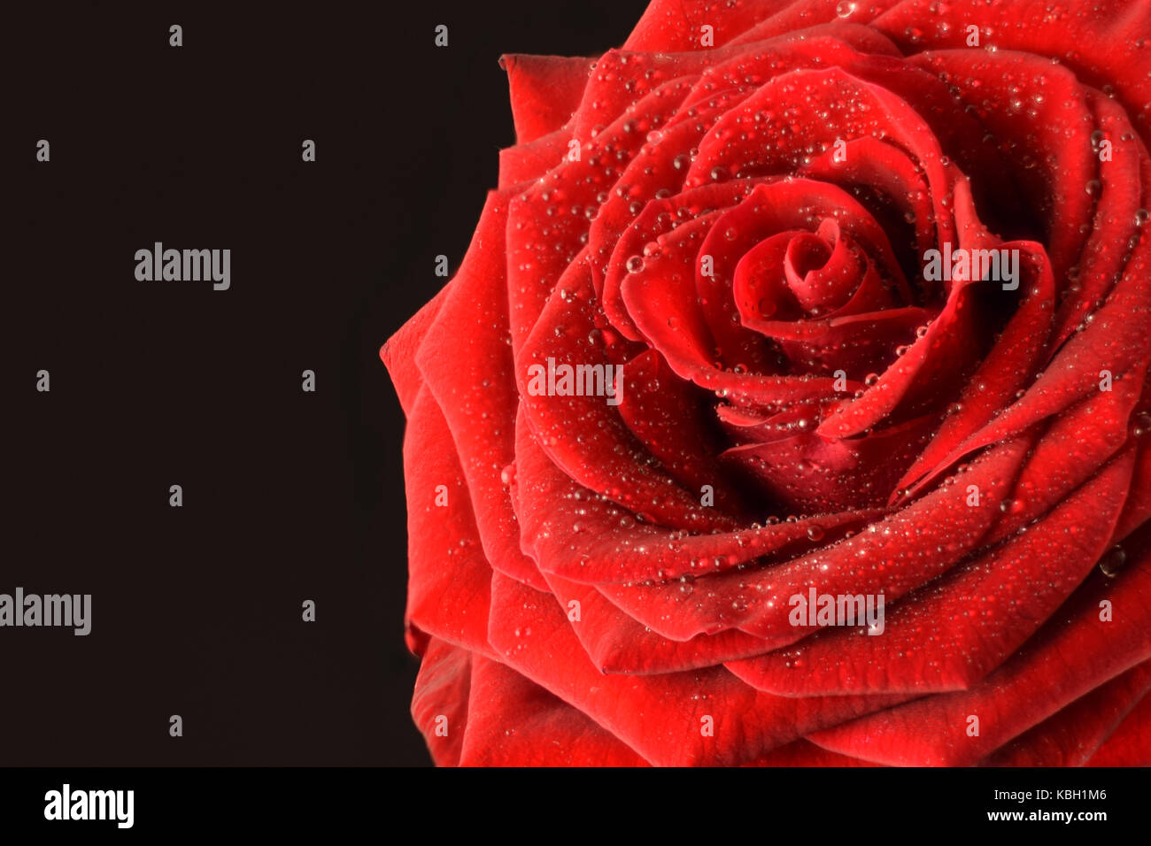 single red rose isolated on a black background Stock Photo - Alamy