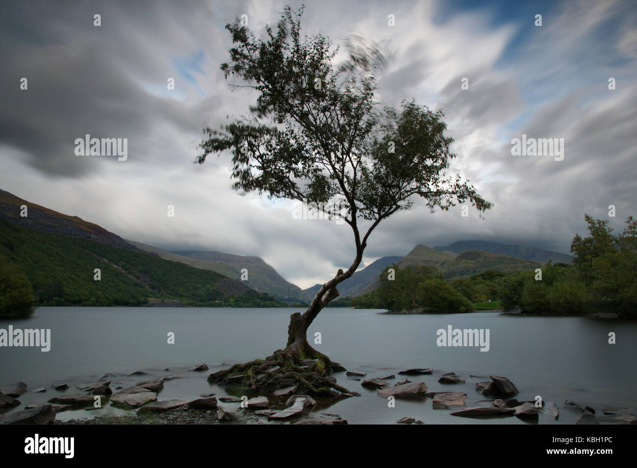 Lone tree in padarn hi-res stock photography and images - Alamy