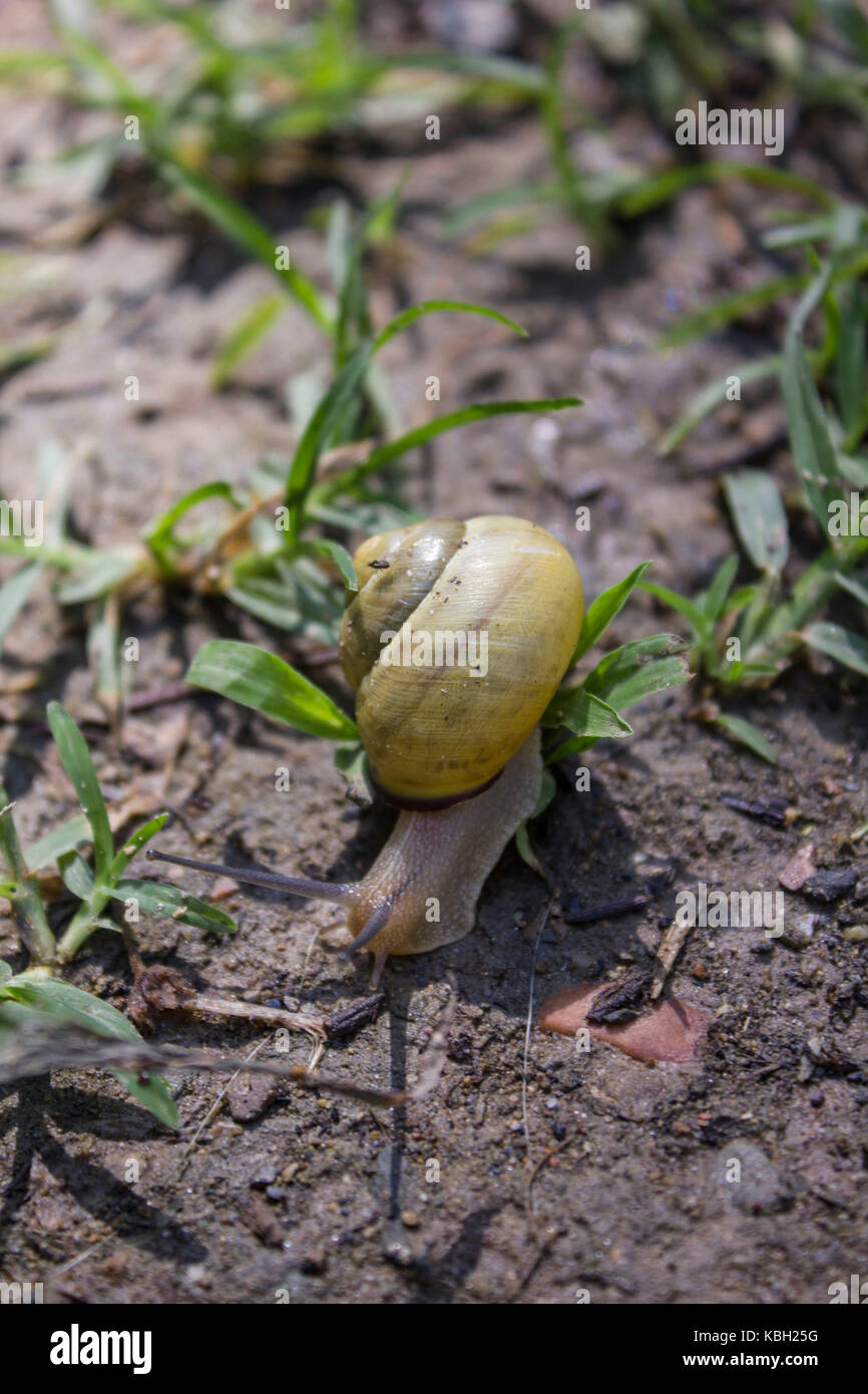 Yellow shelled snail hi-res stock photography and images - Alamy