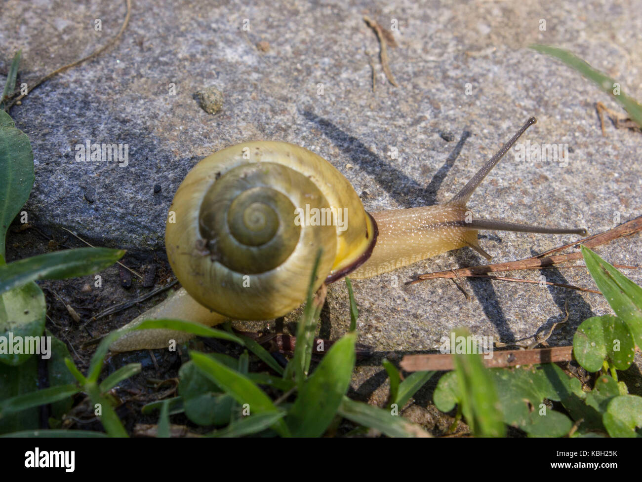 Yellow shelled snail hi-res stock photography and images - Alamy