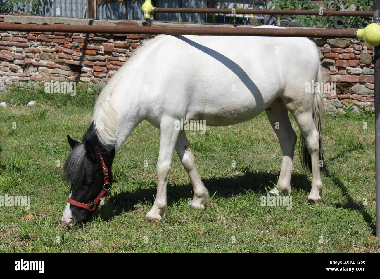 LASTRA A SIGNA, ITALY - AUGUST 30 2015: black and white horse grazing ...