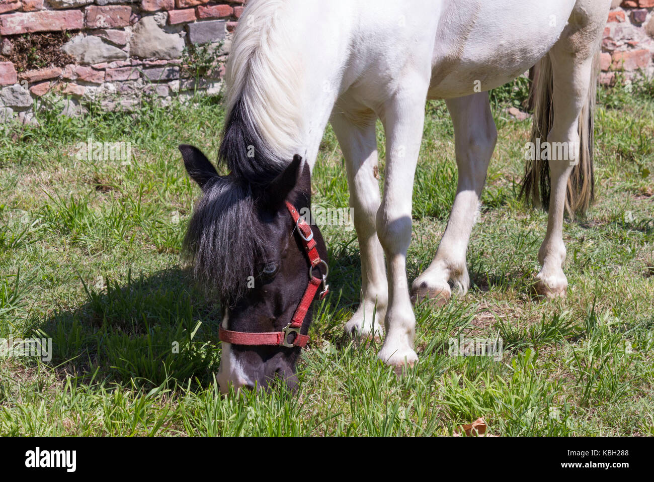 LASTRA A SIGNA, ITALY - AUGUST 30 2015: black and white horse grazing ...