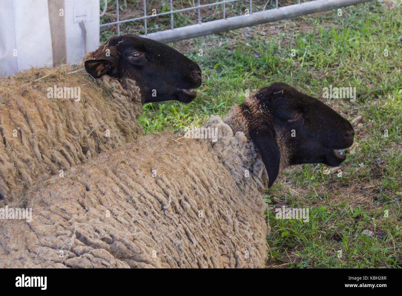 Two black sheeps hi-res stock photography and images - Alamy