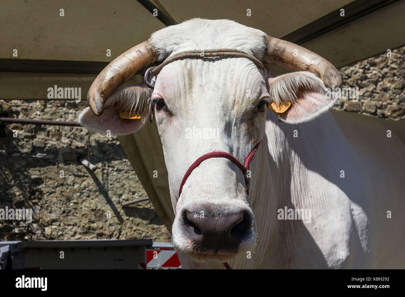 Chianina Bull With Horns