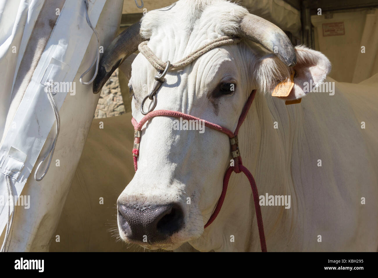 Chianina Cross