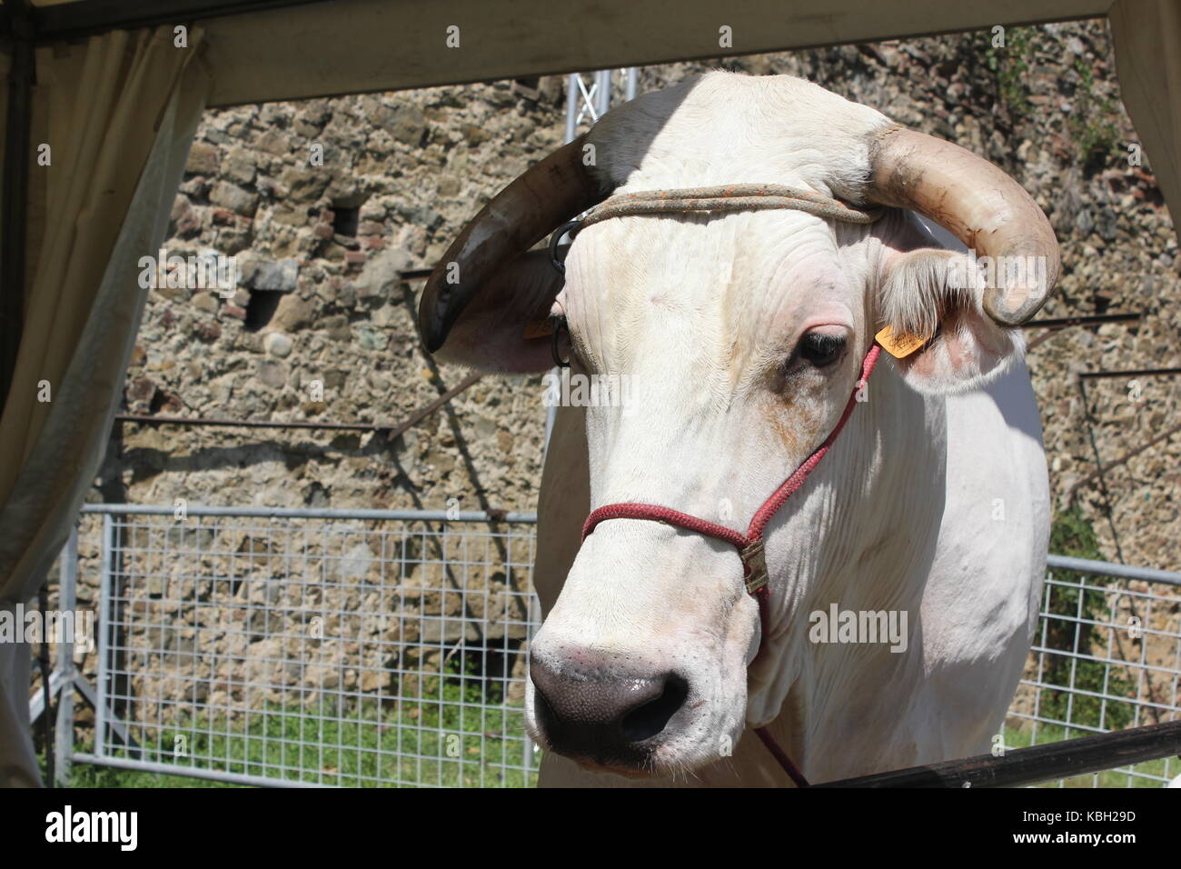 LASTRA A SIGNA, ITALY - AUGUST 30 2015: Muzzle close up of a chianina ...