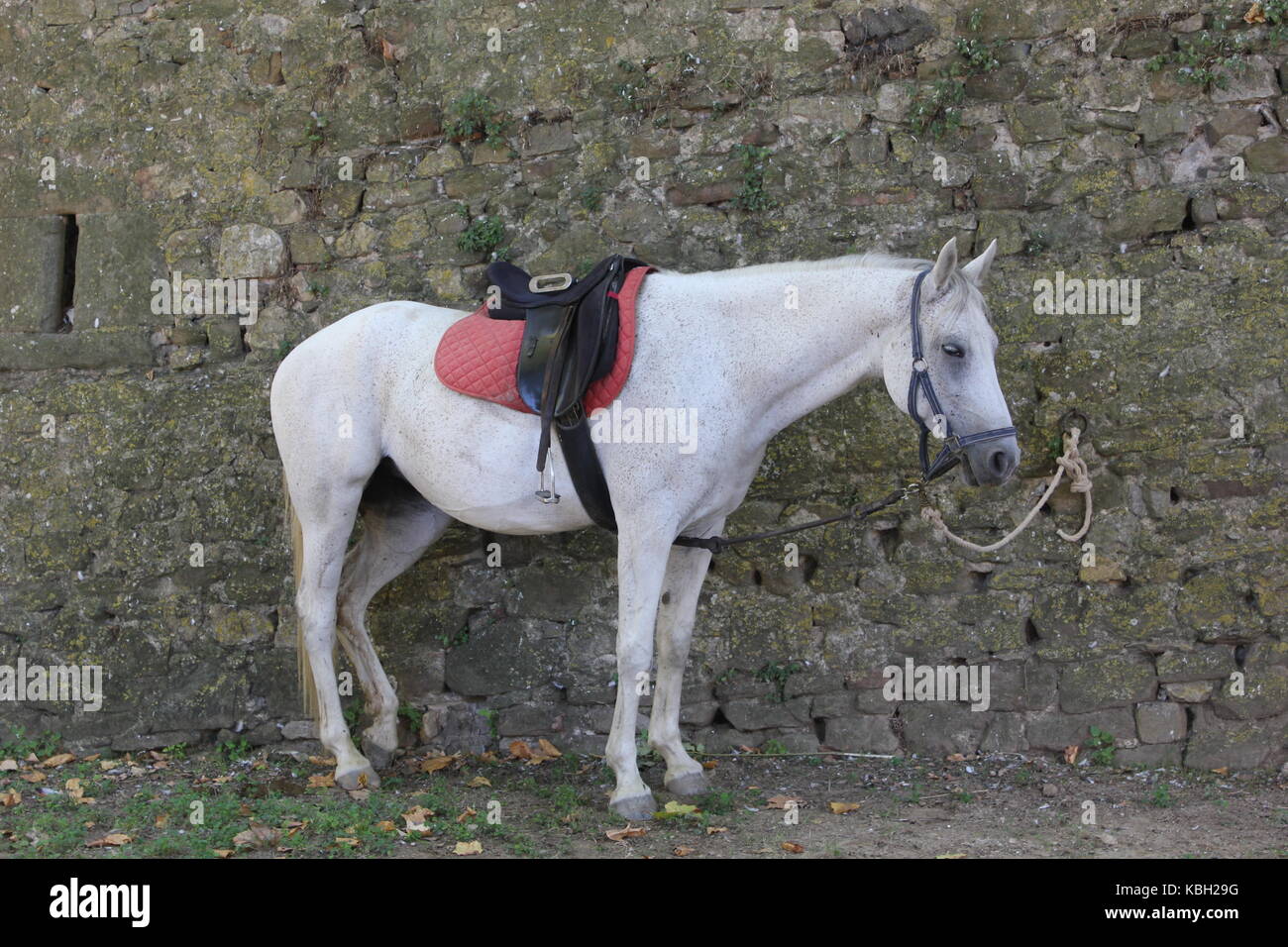 LASTRA A SIGNA, ITALY - AUGUST 30 2015: Horse tied on a wall in the ...