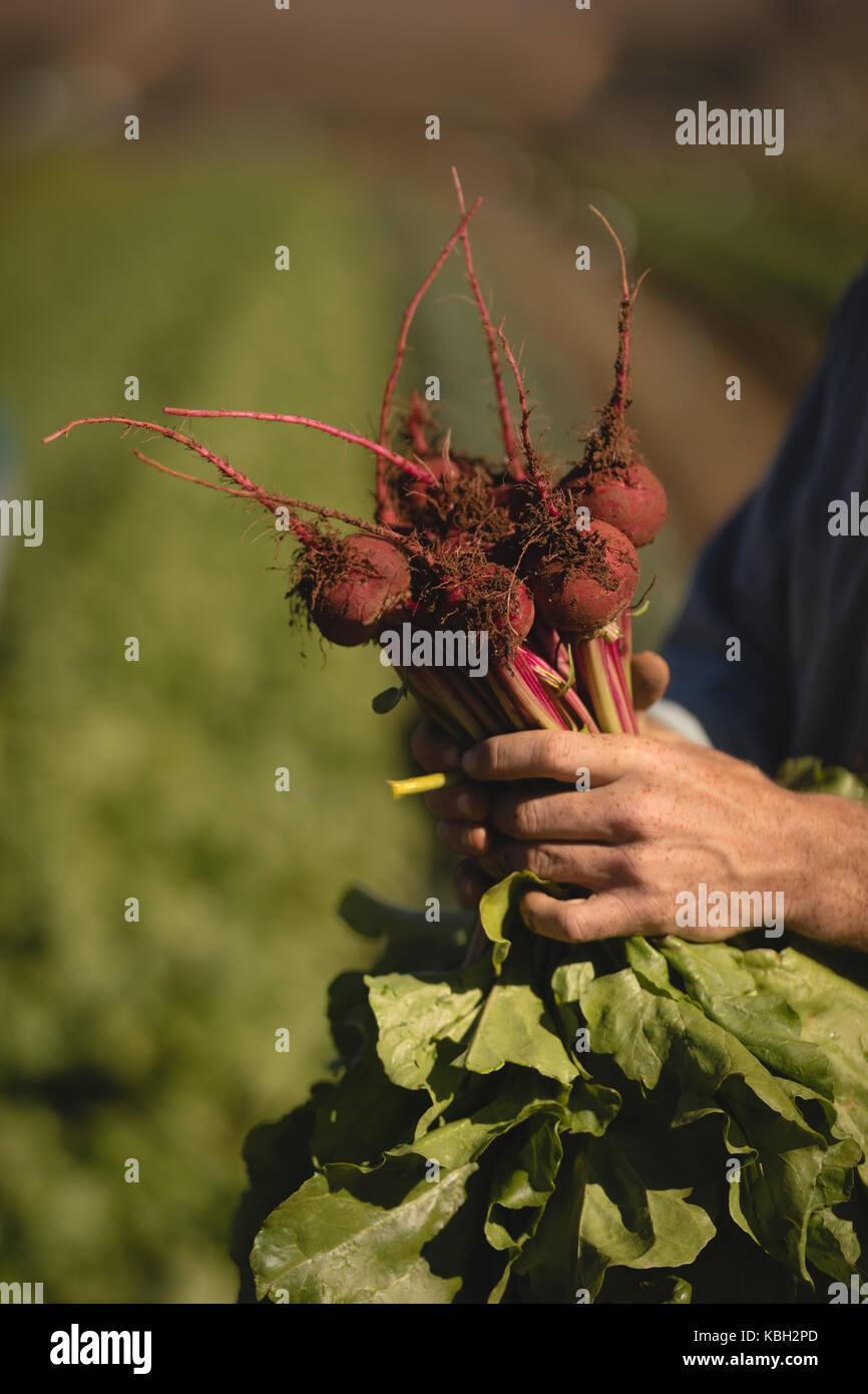 Farmer holding harvested beetroot in field on a sunny day Stock Photo ...