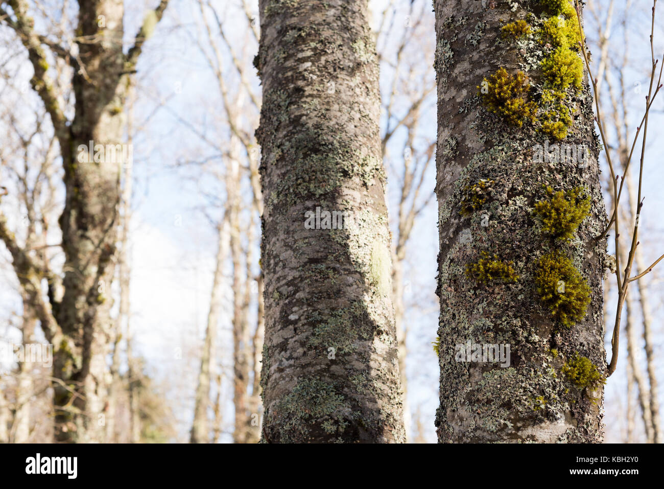 Close-up of tree trunk texture in the woods Stock Photo - Alamy