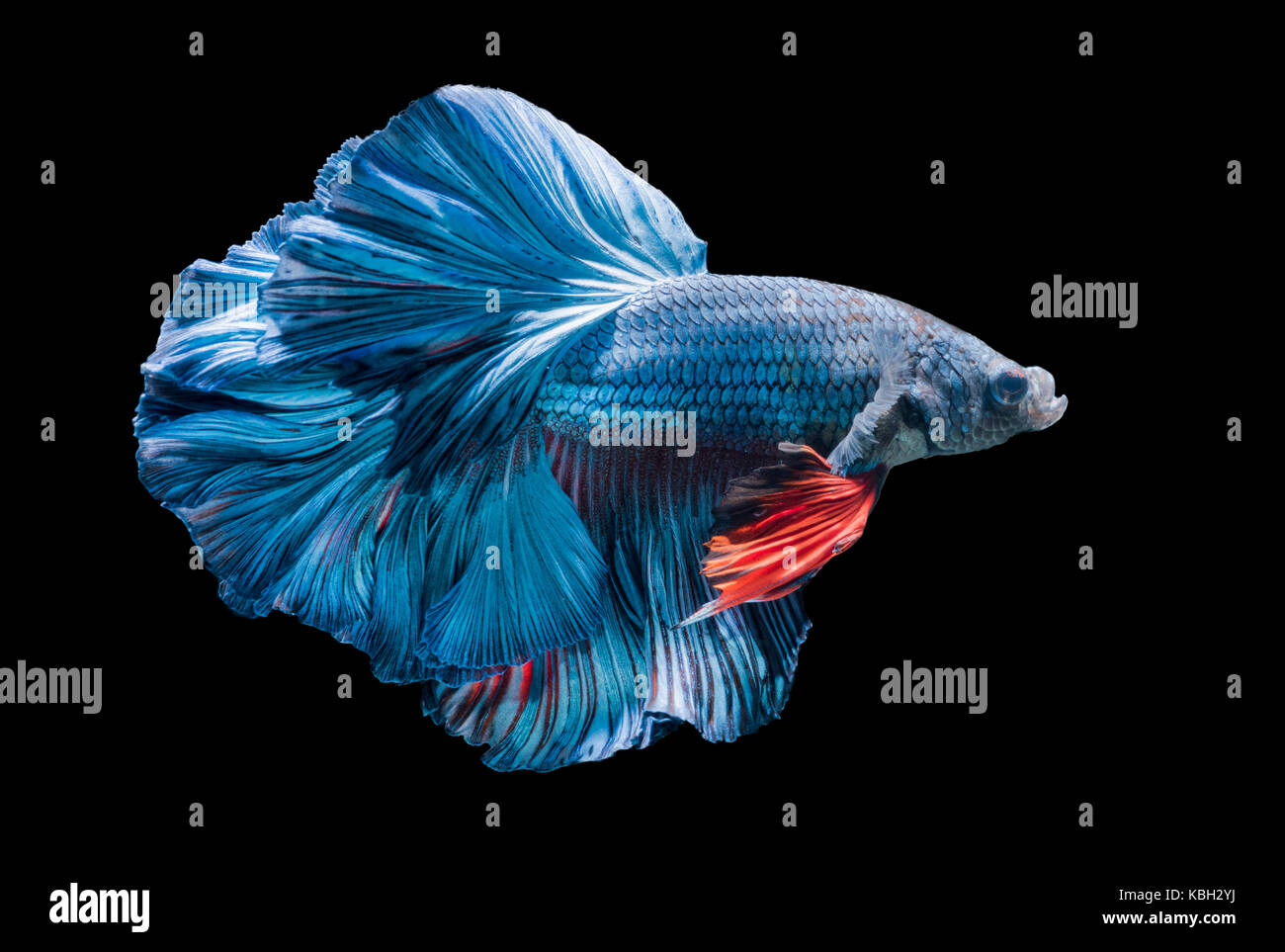 Blue siamese fighting fish hi-res stock photography and images - Alamy