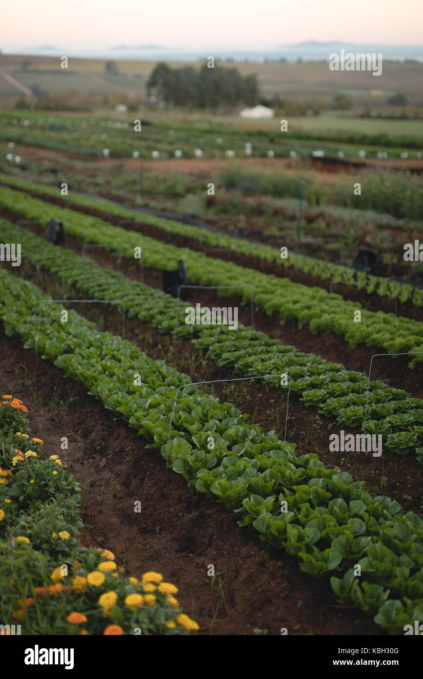Fresh green vegetables in the field Stock Photo - Alamy