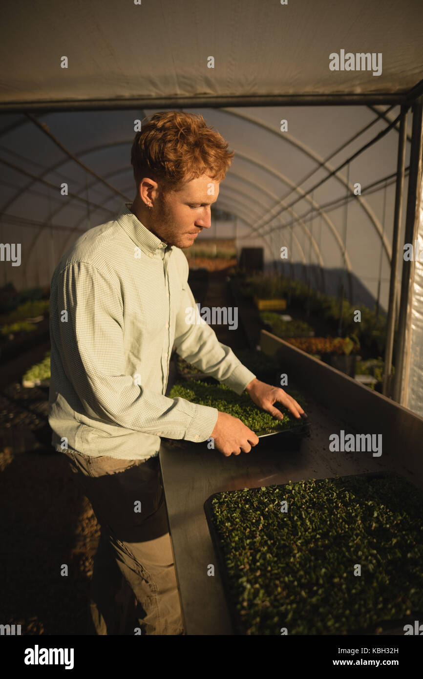 Handsome man harvesting crop in greenhouse Stock Photo - Alamy