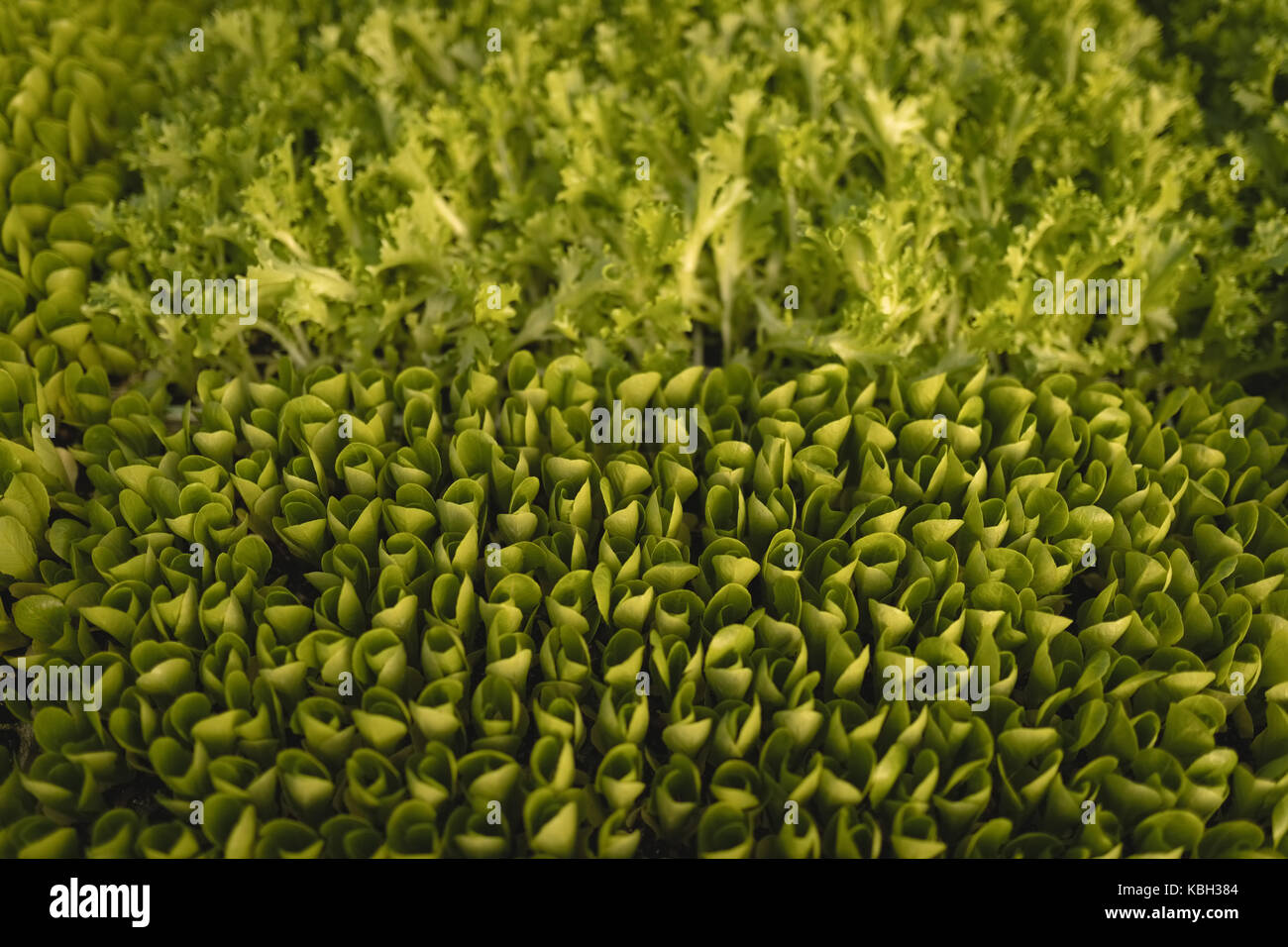 Fresh green vegetables in the field Stock Photo - Alamy