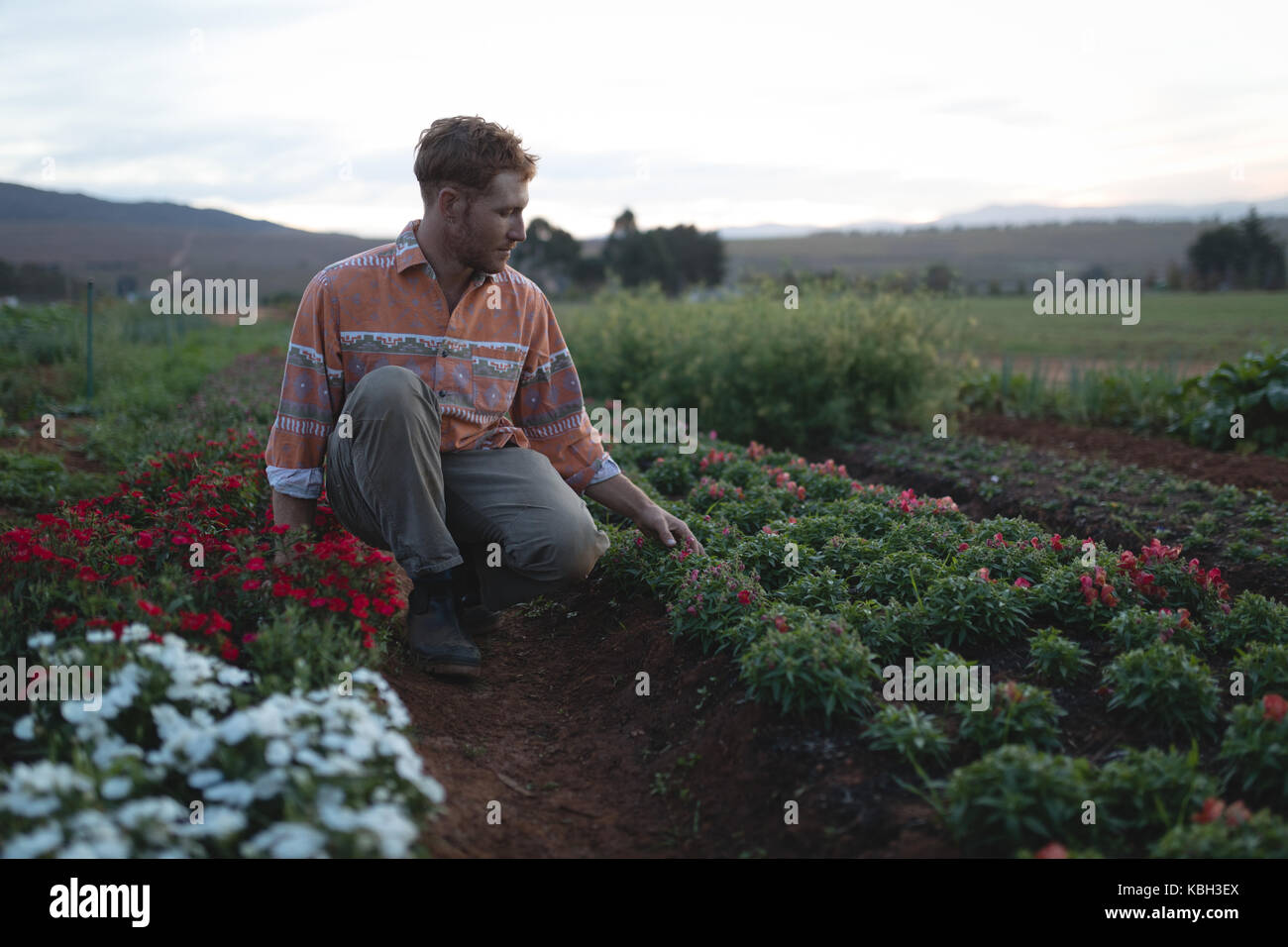 Young farmer working in the field Stock Photo - Alamy