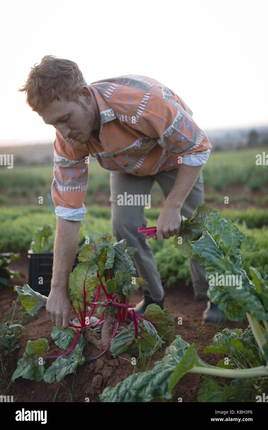 Young farmer working in the field Stock Photo - Alamy