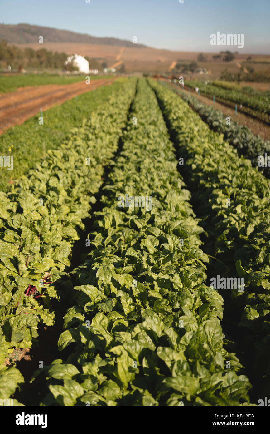 Fresh green vegetables in the field Stock Photo - Alamy