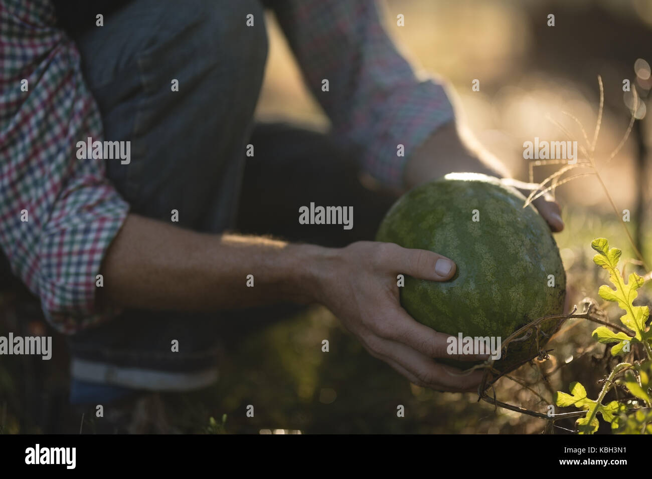 Mid-section of farmer holding a watermelon in the field Stock Photo - Alamy