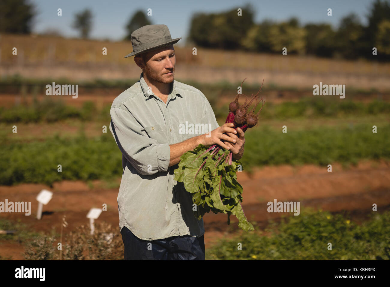 Beetroot field hi-res stock photography and images - Alamy