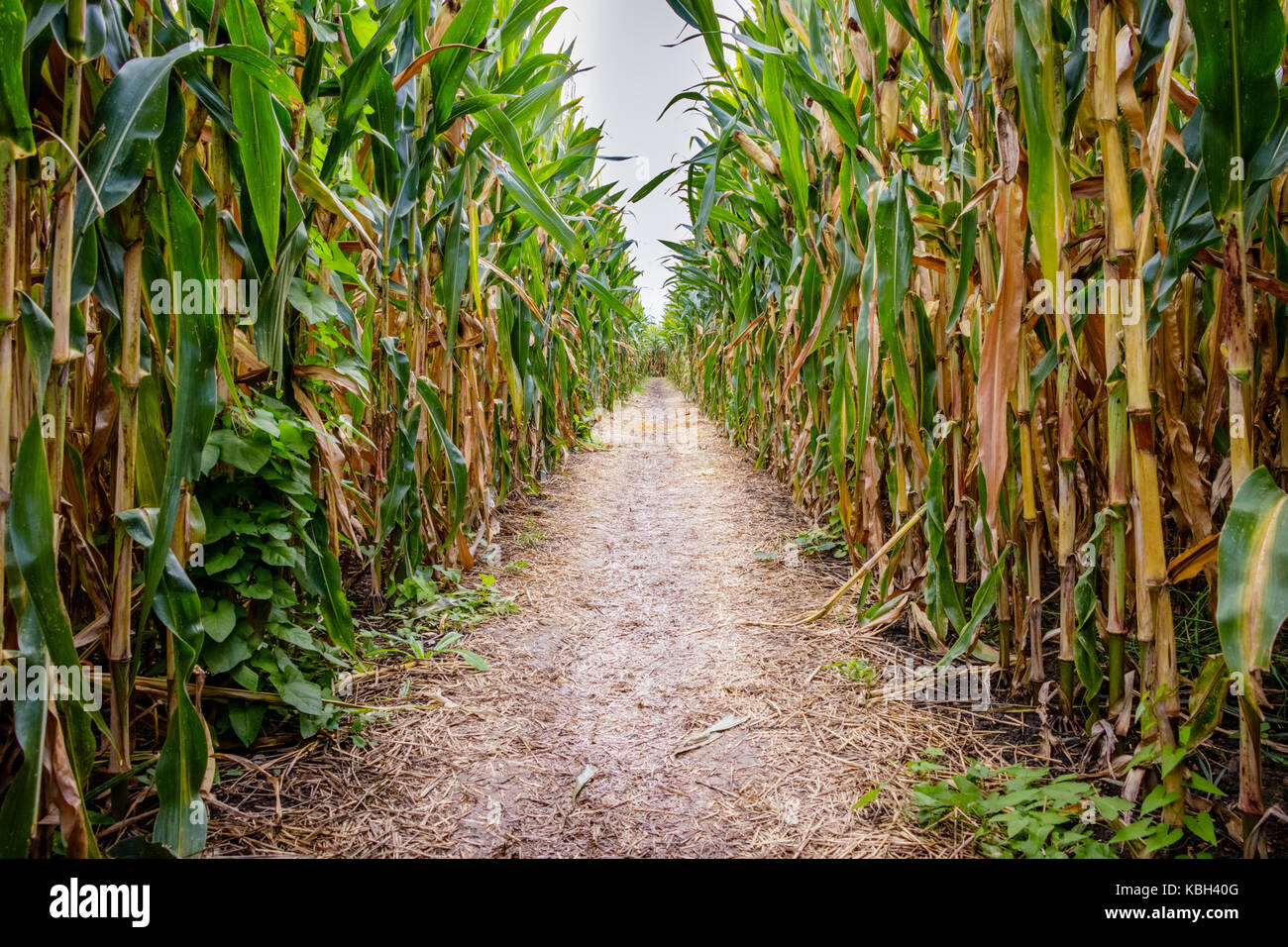 A corn maze or maize maze is a maze cut out of a corn field. The first ...