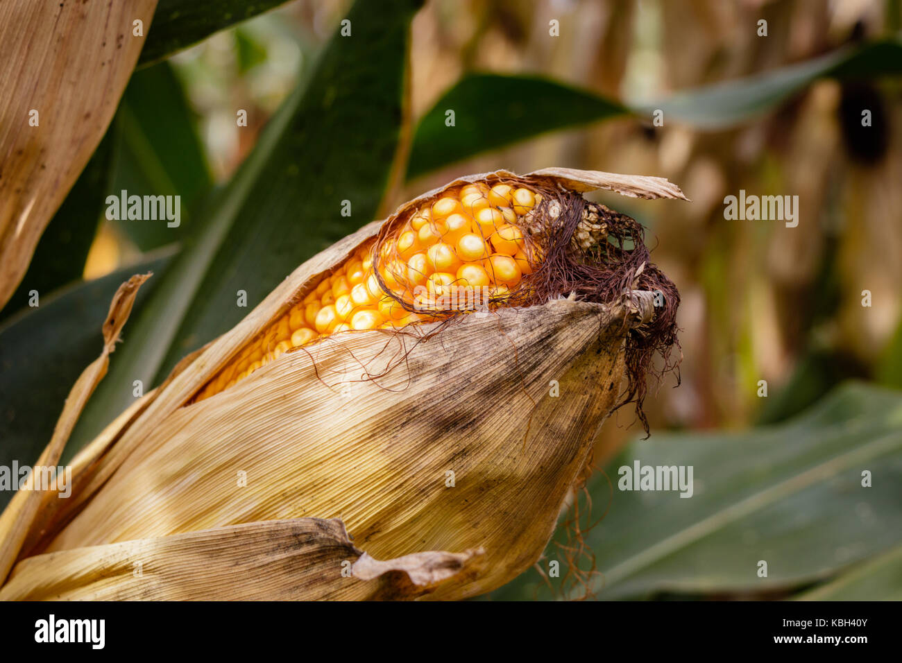 Corn mazes hi-res stock photography and images - Alamy
