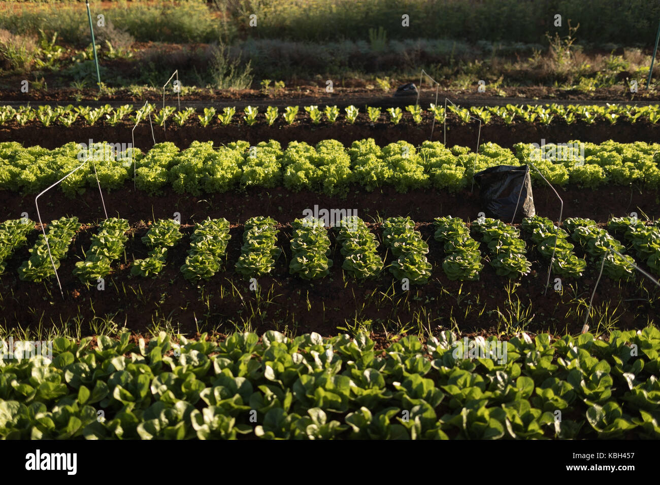 Fresh green vegetables in the field Stock Photo - Alamy