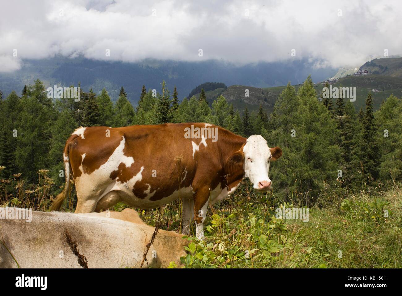 MADESIMO, ITALY - AUG 18 2014: A brown and white cow in the high grass ...