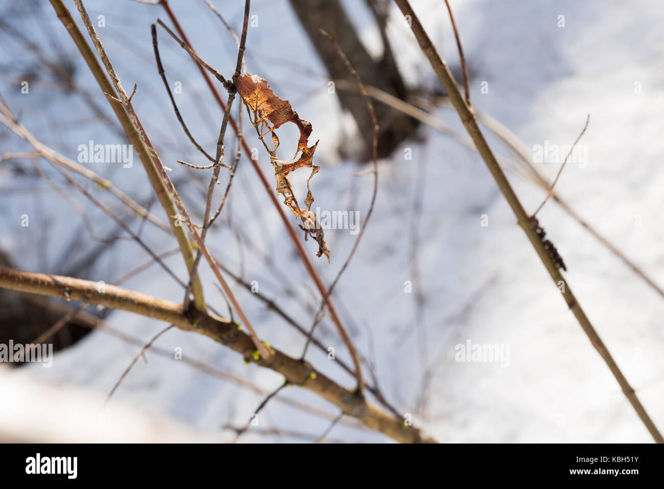 View of dead tree in snowy landscape Stock Photo - Alamy