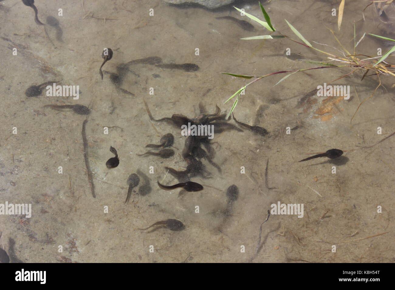 Newt tadpoles pond hi-res stock photography and images - Alamy