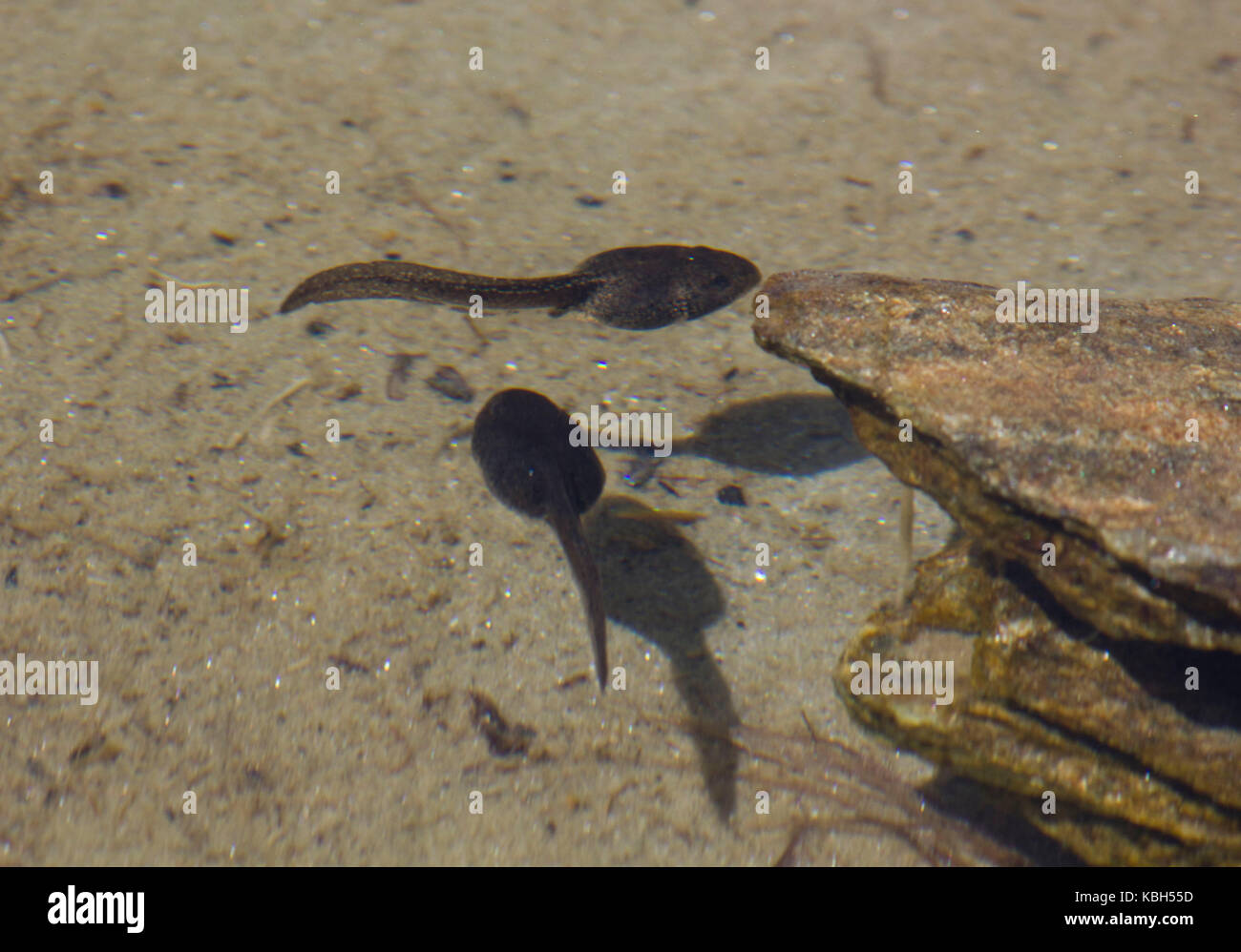 Tadpole and its shadow swims in the pond. Imge taken in Madesimo, Italy ...