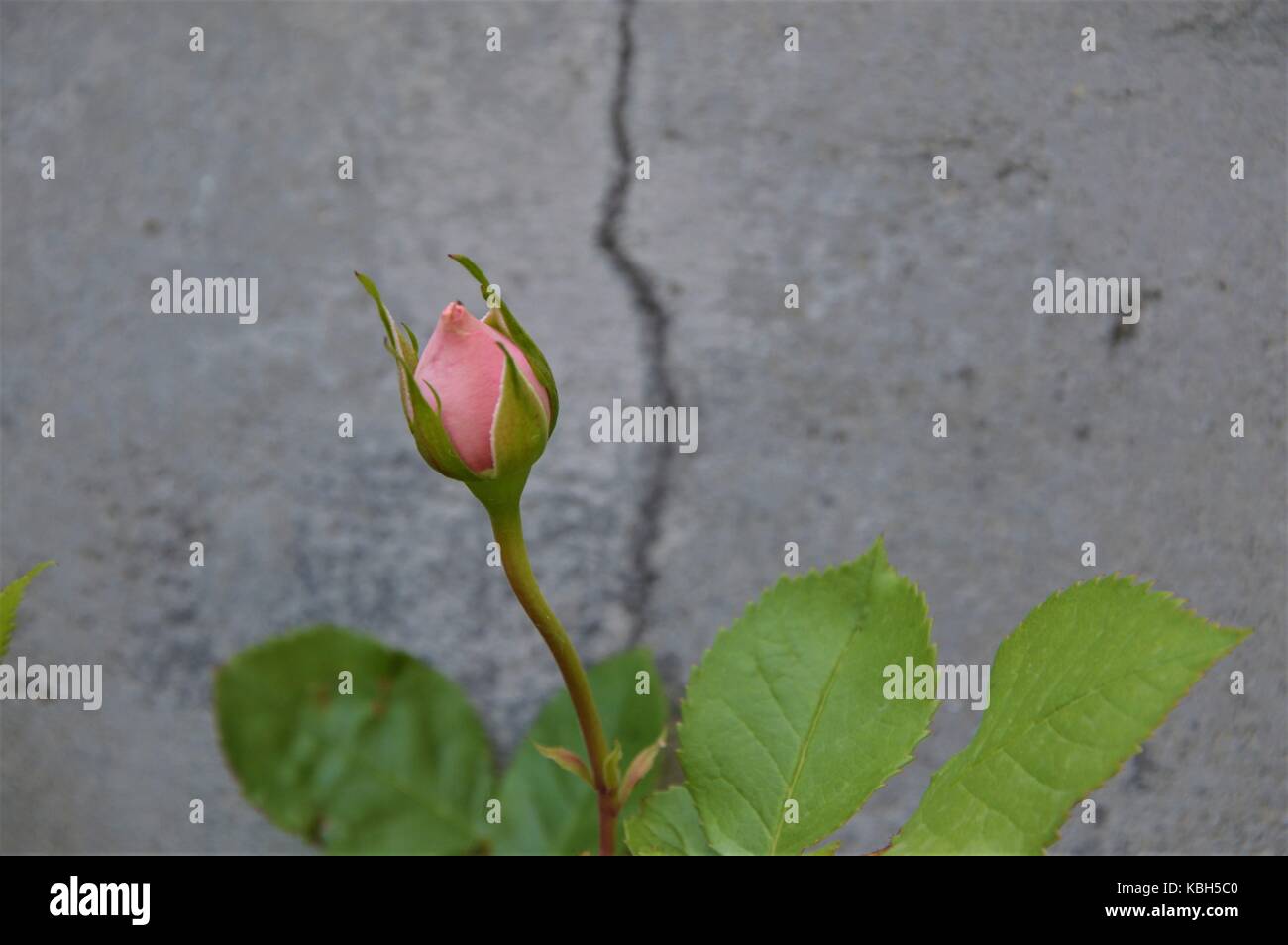 Grey flower hi-res stock photography and images - Alamy