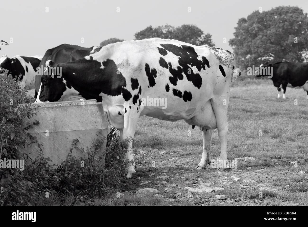 Cow In A Beautiful Green Field And Uk High Resolution Stock Photography ...