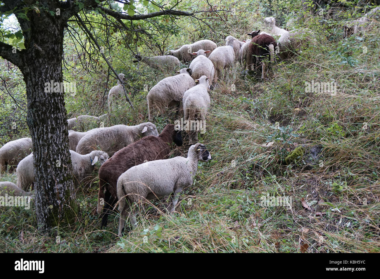 Flock of sheep in the meadow, near the village Stock Photo - Alamy