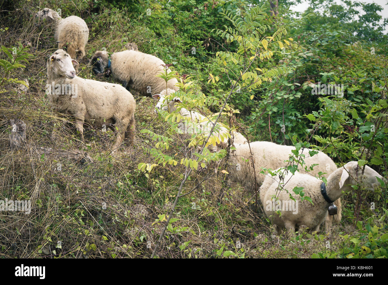 Flock of sheep in the meadow, near the village Stock Photo - Alamy