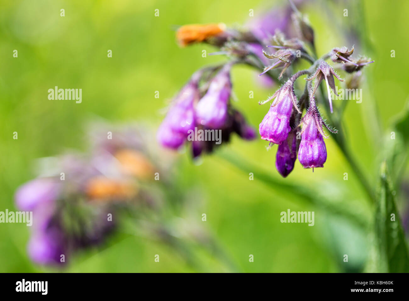 Purple comfrey flowers. Wild plant. Symphytum officinale Stock Photo ...
