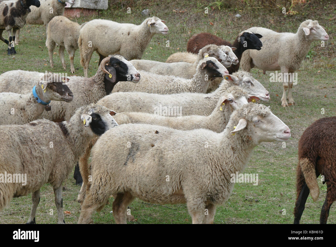 Flock of sheep in the meadow, near the village Stock Photo - Alamy