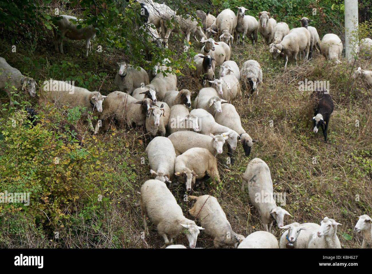 Flock of sheep in the meadow, near the village Stock Photo - Alamy
