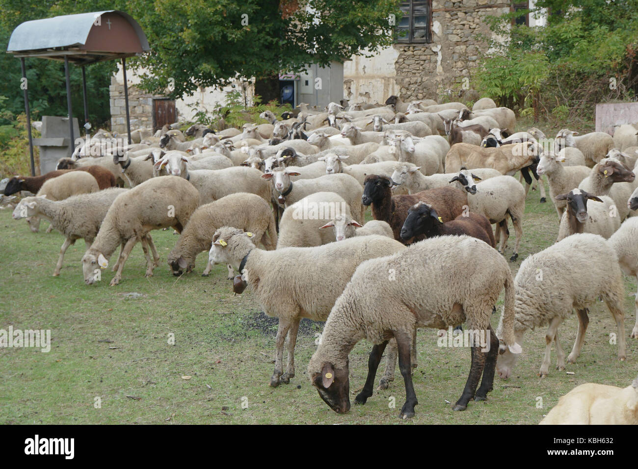 Flock of sheep in the meadow, near the village Stock Photo - Alamy