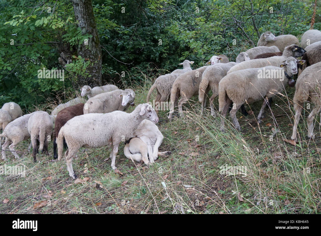 Flock of sheep in the meadow, near the village Stock Photo - Alamy