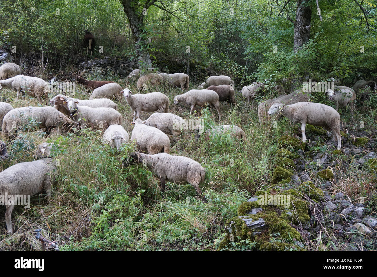 Flock of sheep in the meadow, near the village Stock Photo - Alamy