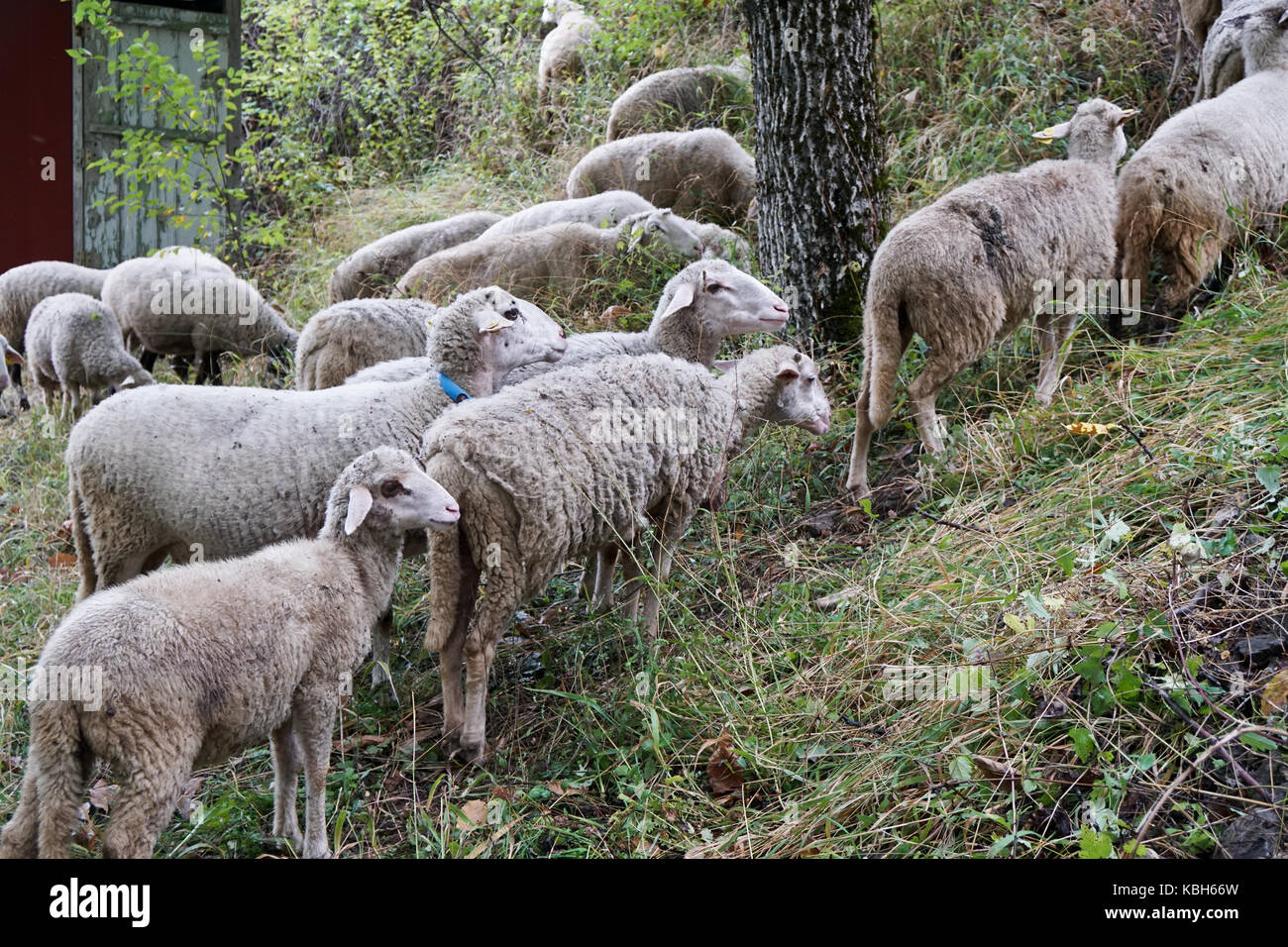 Flock of sheep in the meadow, near the village Stock Photo - Alamy