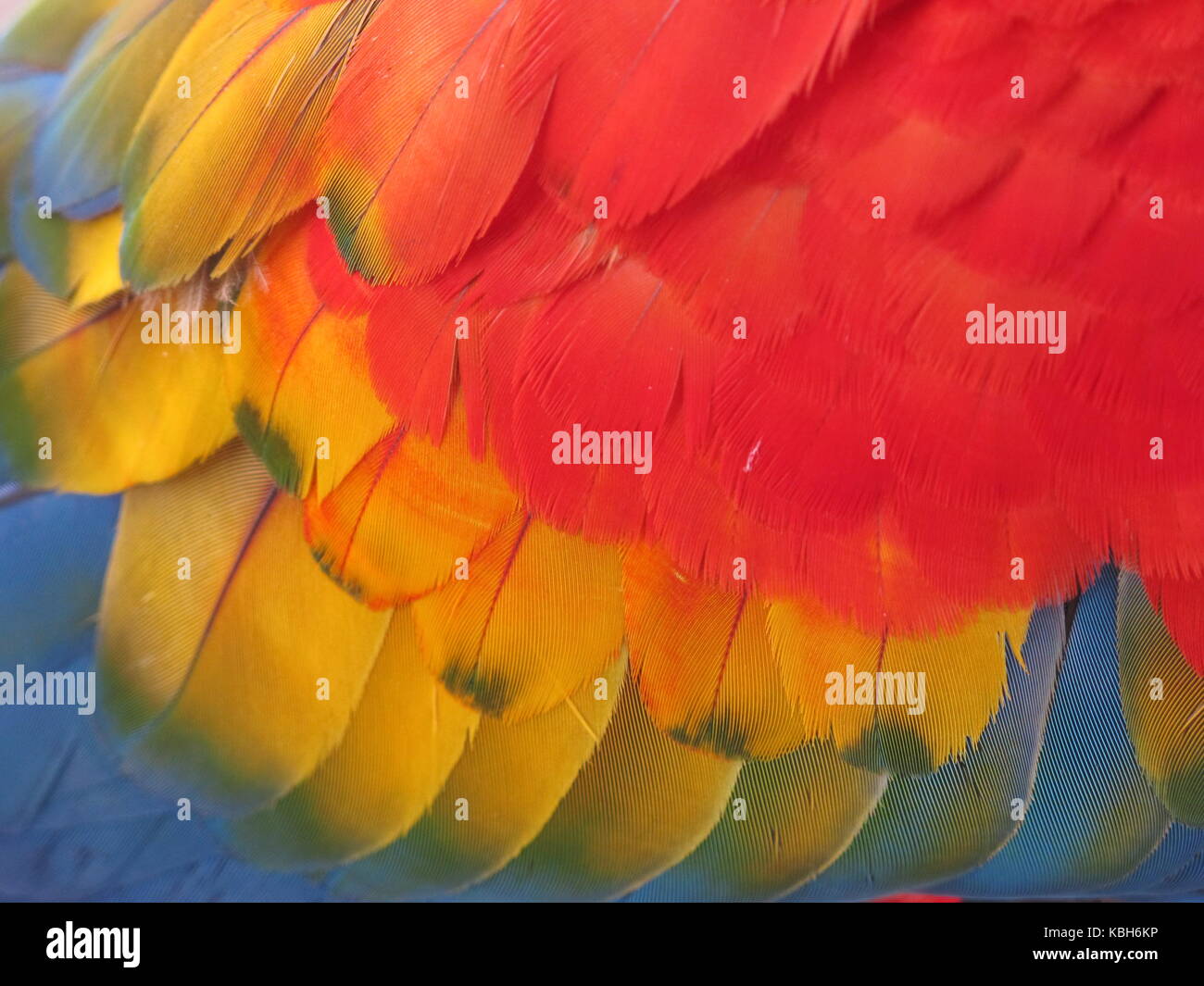Tropical wildlife. Closeup of scarlet macaw feathers at the Amazonian ...