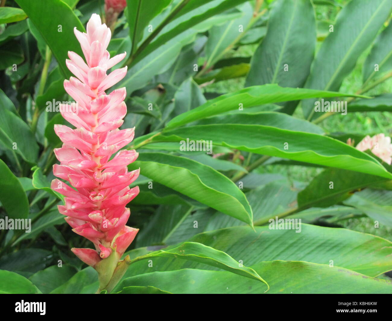 Amazon jungle flower hi-res stock photography and images - Alamy